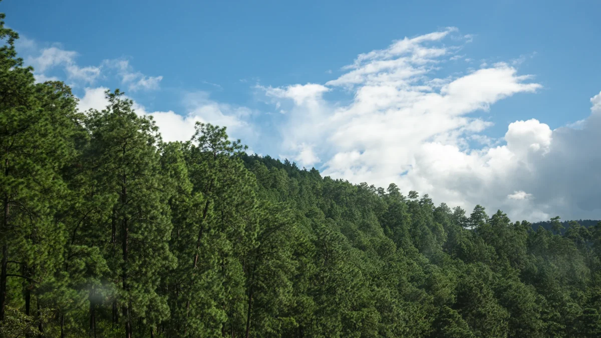 The Pine – National Tree of Honduras – RedHonduras - El referente de ...